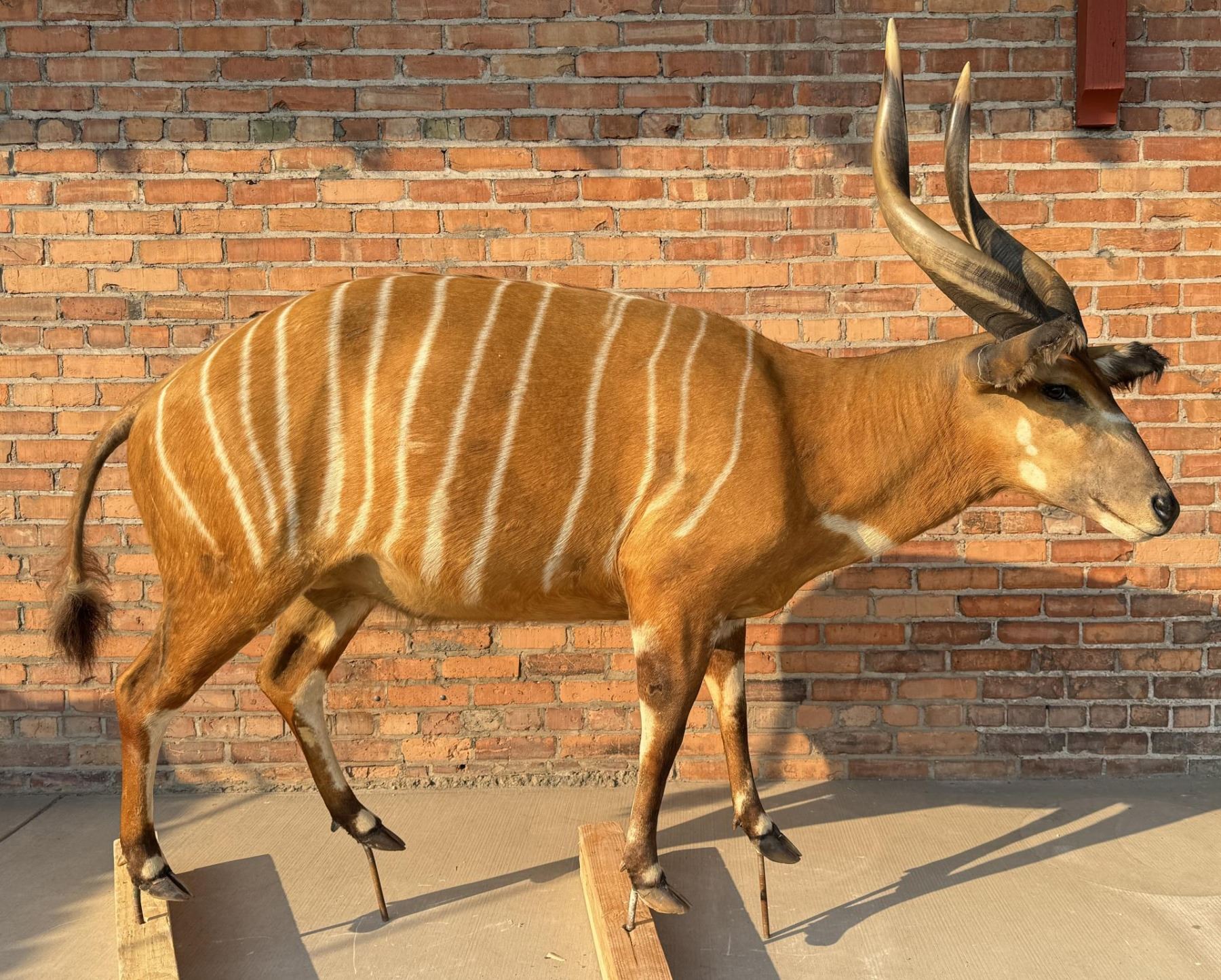Full Body African Taxidermy Lowland Bongo