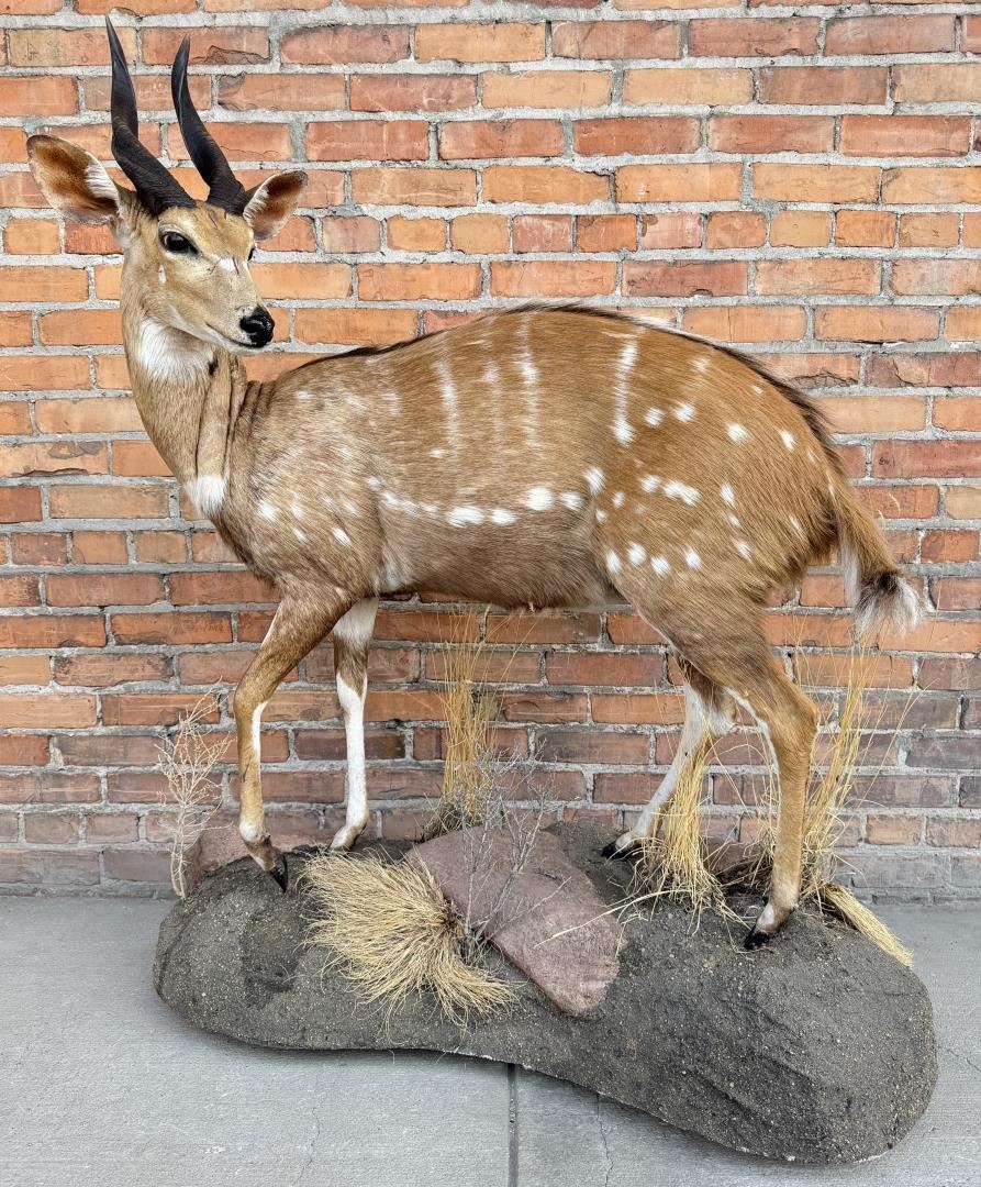 Full Body African Taxidermy Bushbuck