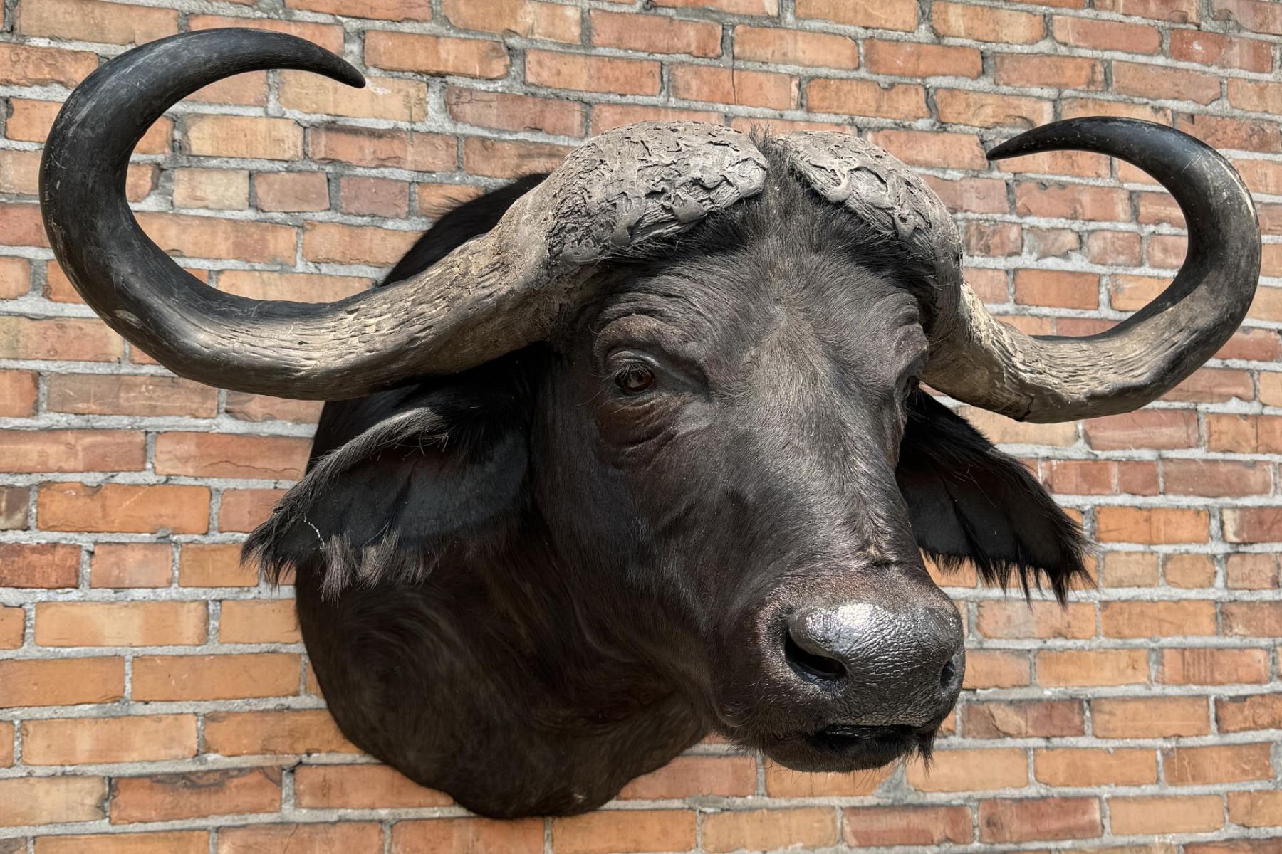 Shoulder Mount Taxidermy African Cape Buffalo