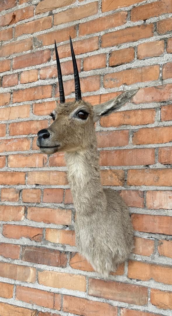 Shoulder Mount Taxidermy African Vaal Reedbuck