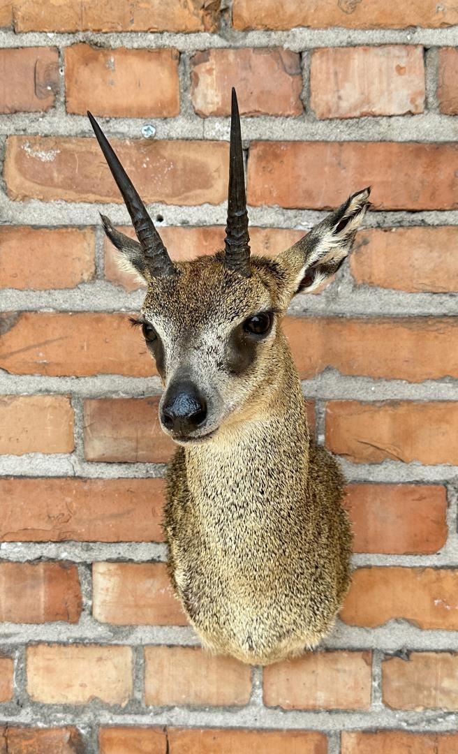 Shoulder Mount Taxidermy African Klipspringer