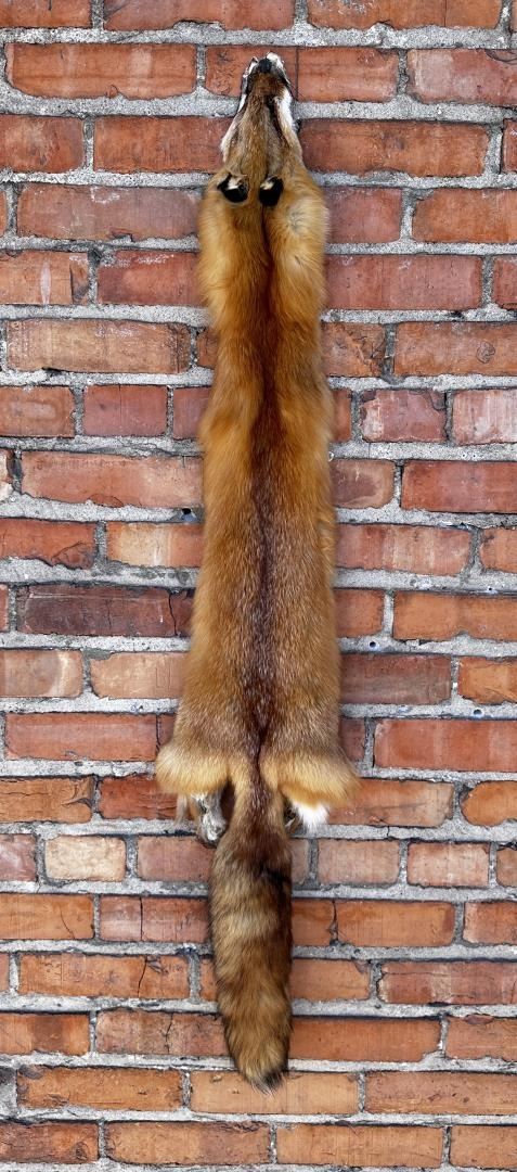Montana Taxidermy Tanned Red Fox Hide