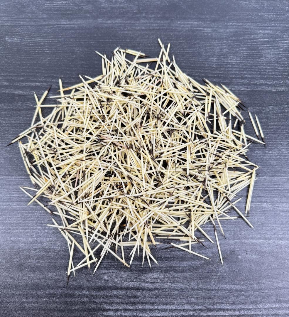 Montana Porcupine Quills Native Crafts