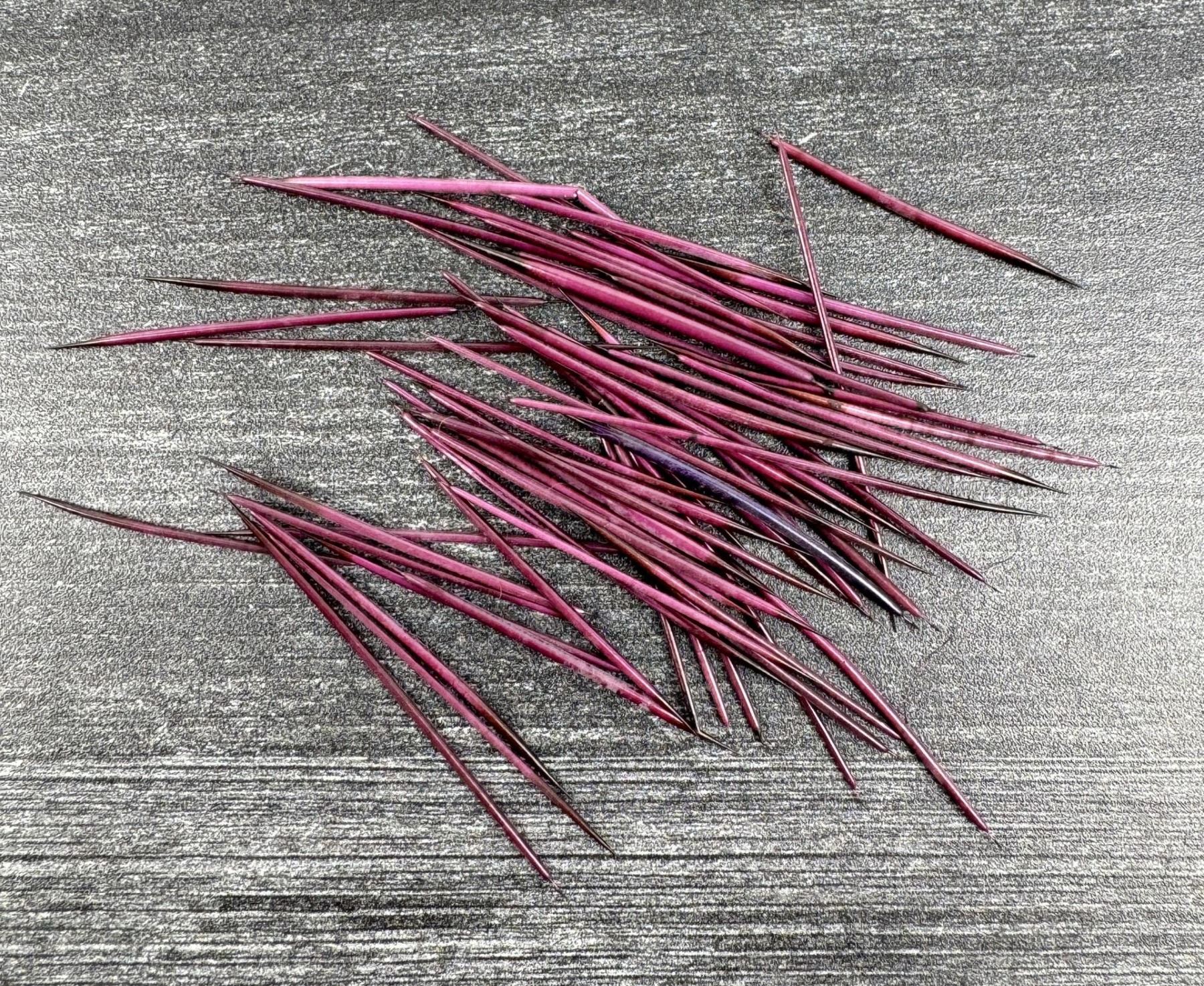 Montana Porcupine Quills Native Crafts