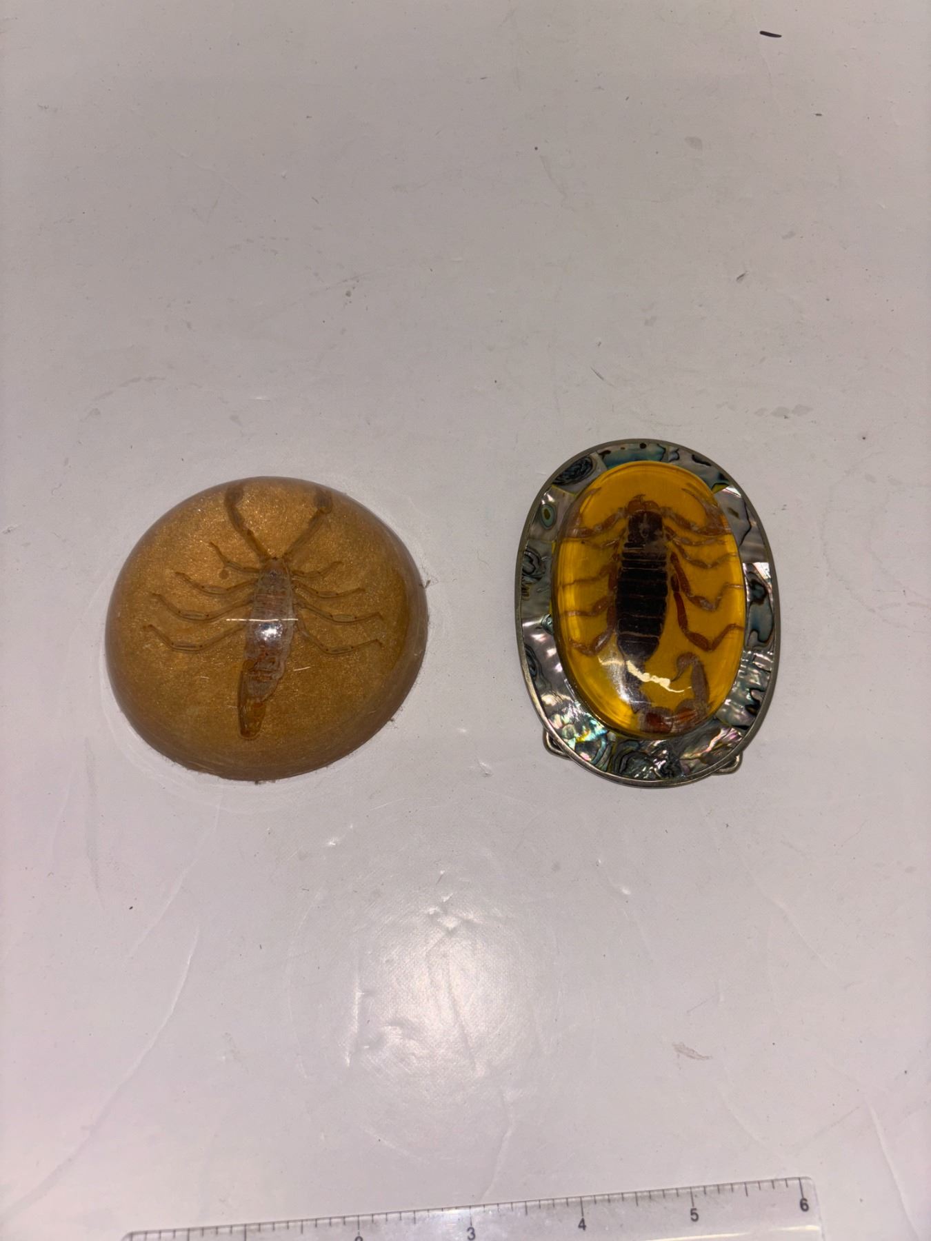 Resin Encased Scorpion & Belt Buckle