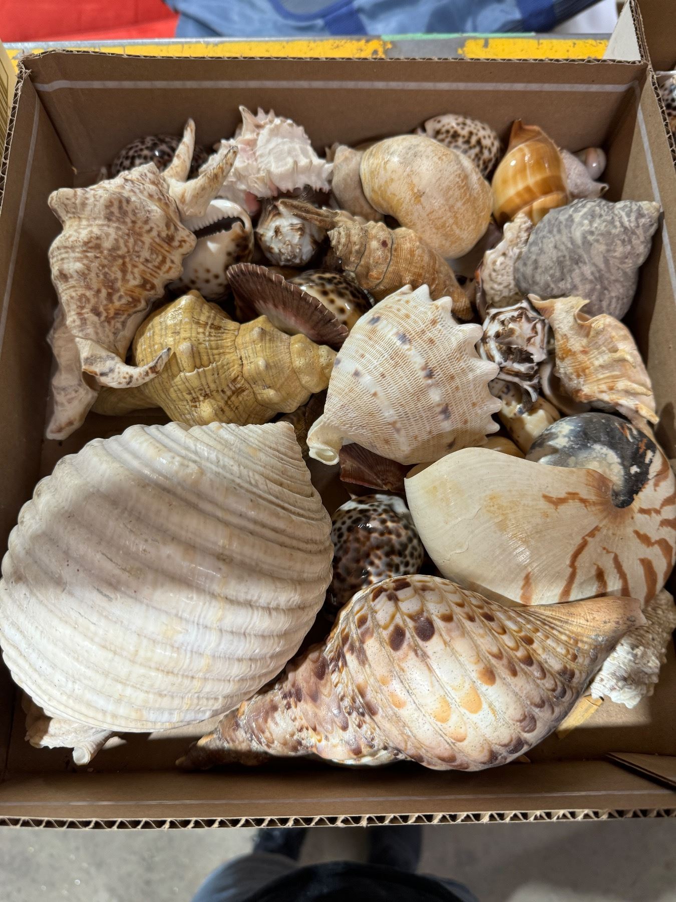 Assorted shells