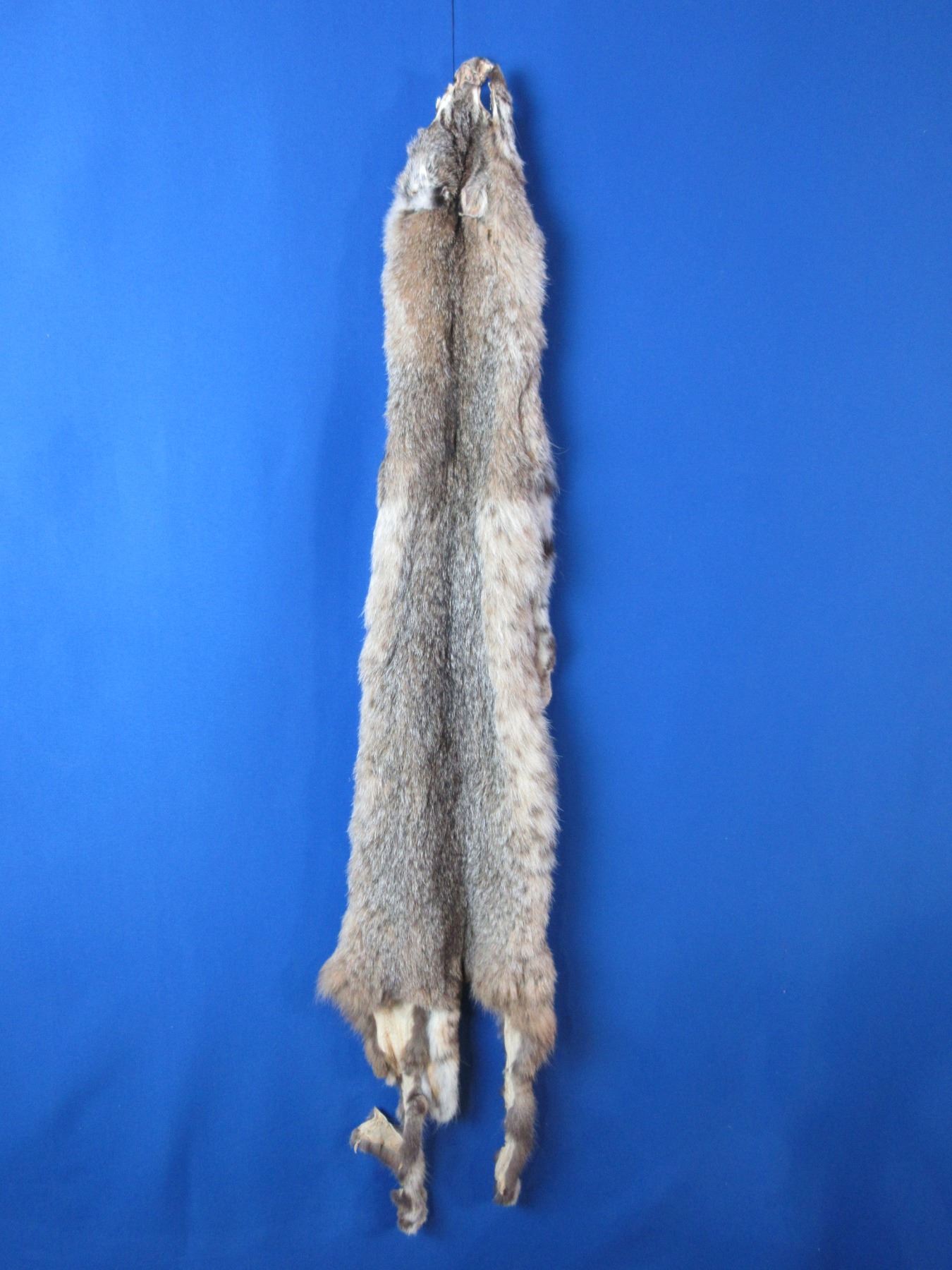 Tanned Bobcat Hide- 34" Nose To Tail- Damaged Nose And Hind Leg