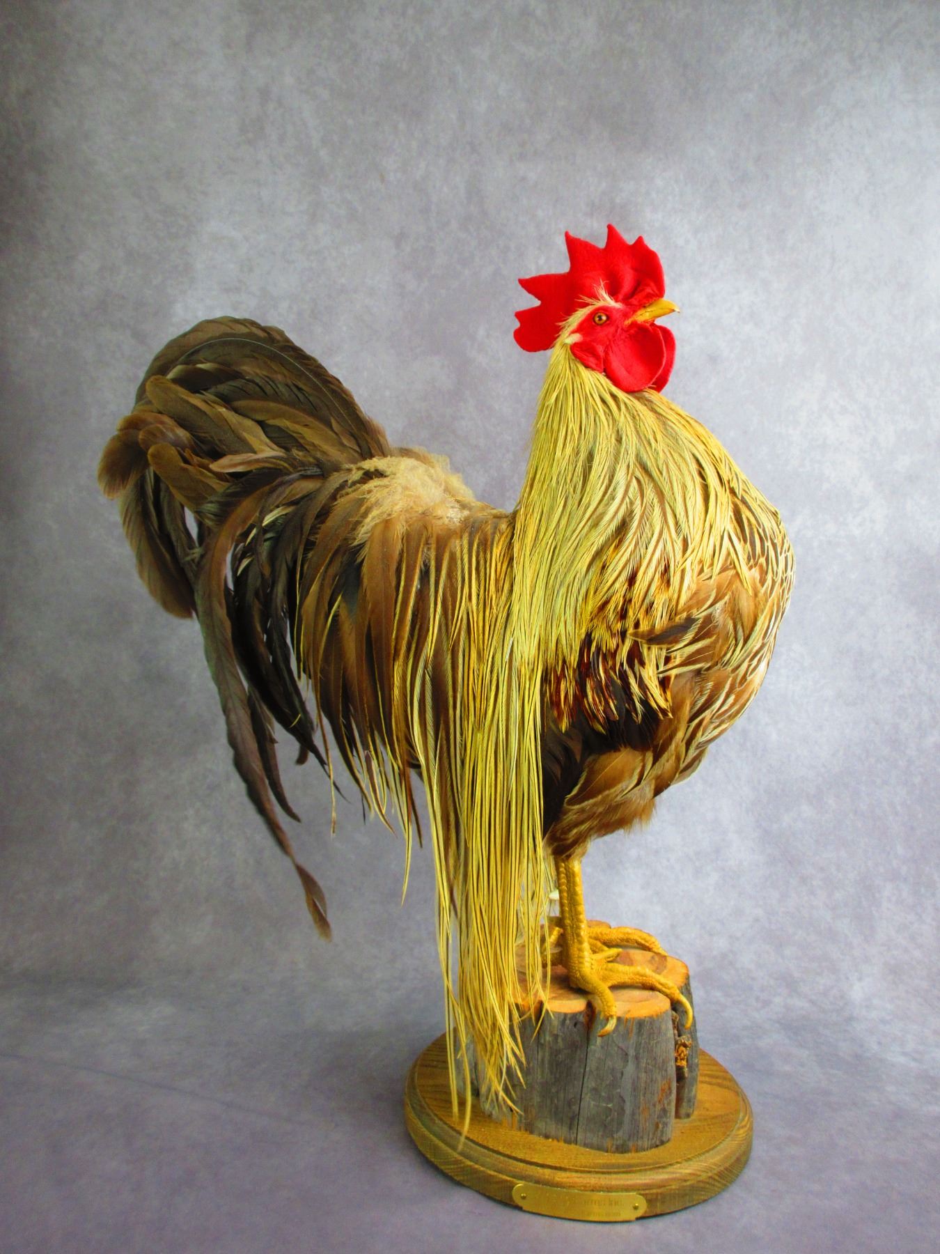 Whiting Farms Full Body Mount Rooster On Wooden Stand- Numbered Leg ...