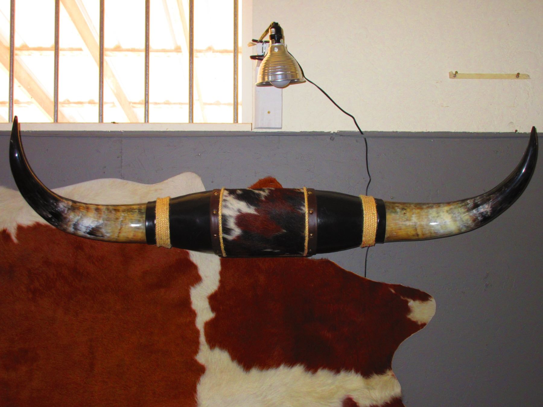 Watusi/Longhorn Cross Horns- 58" X 24" Base