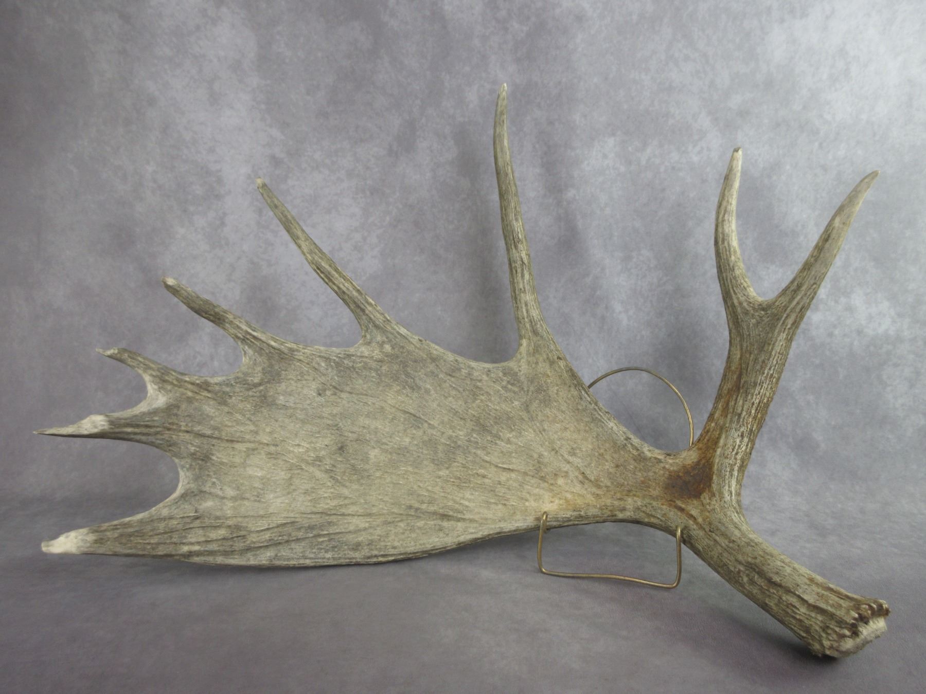 Moose Antler- 30"