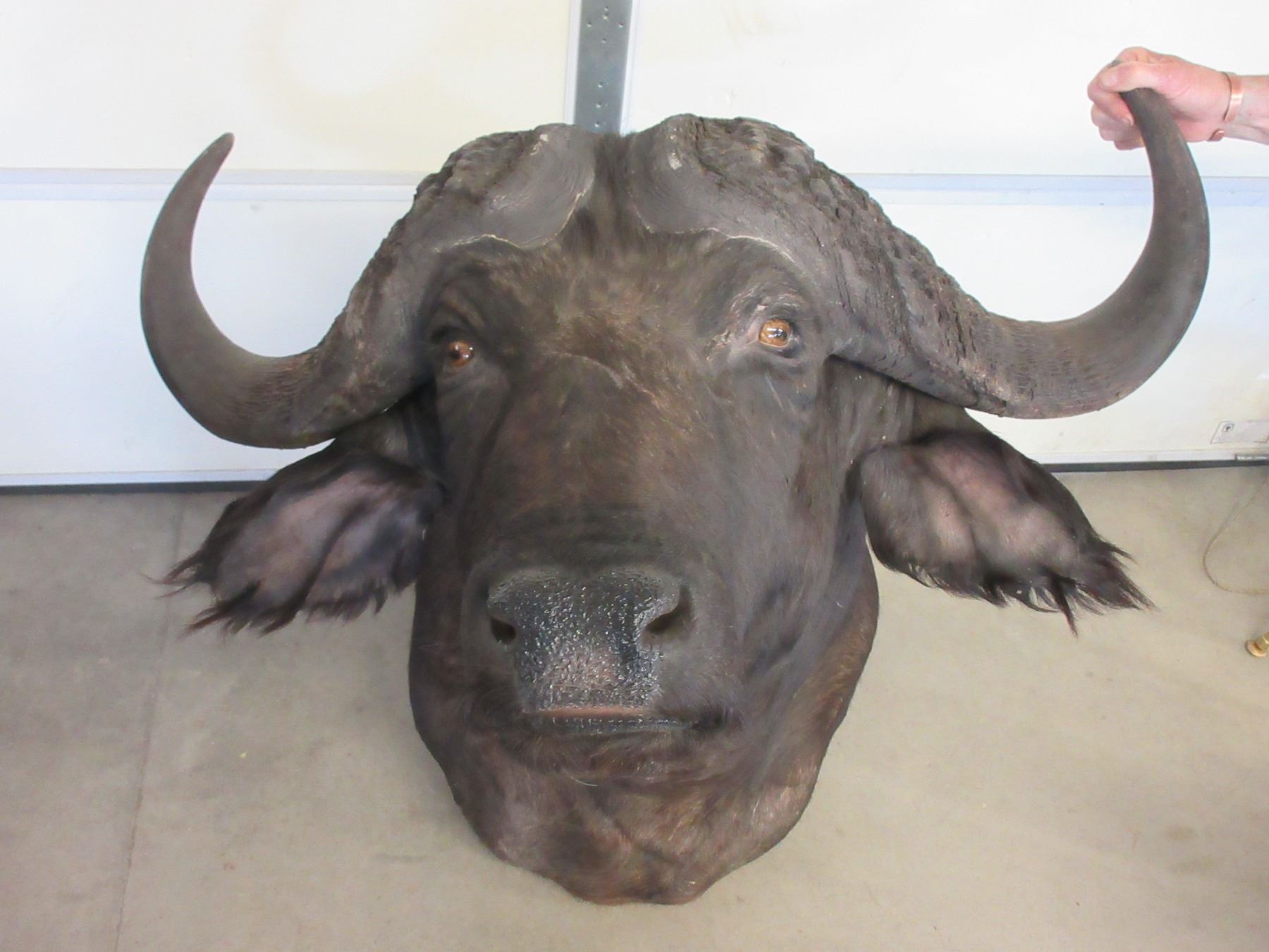 Shoulder Mount Cape Buffalo- 37"W- Heavy Heavy Bases- Mount With A Lot ...