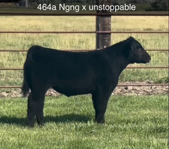 Steer Calf - Tag #: 464A