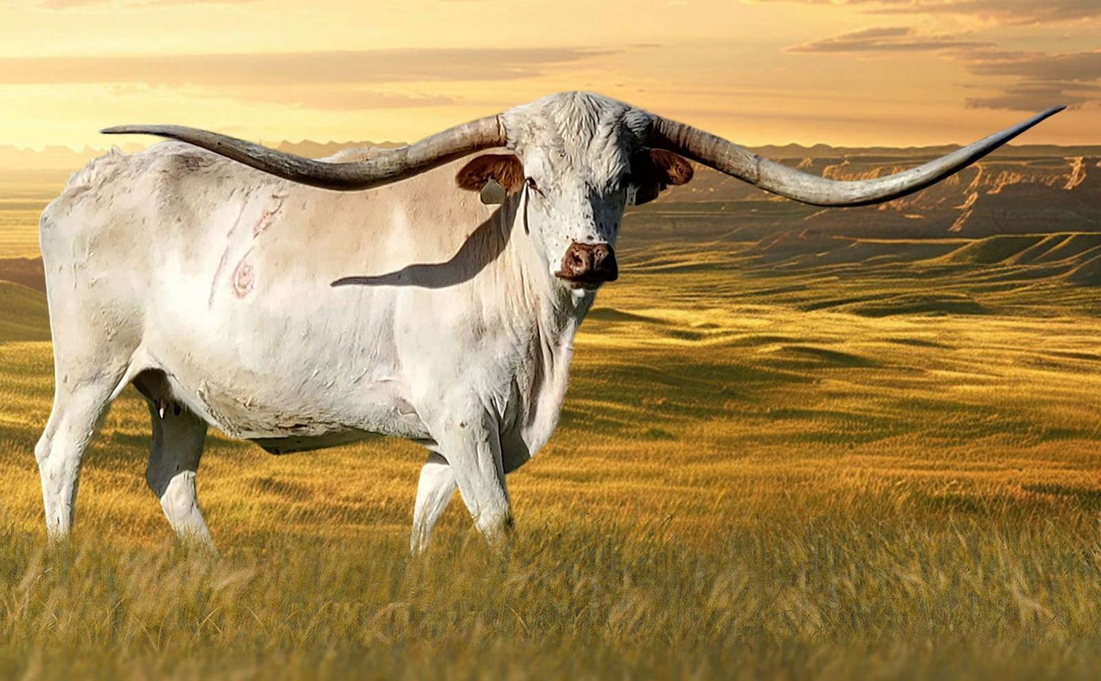 HL RIO'S ALTHA - Hired Hand Live