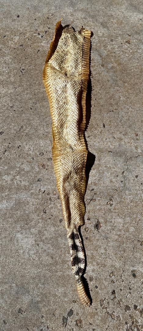 Montana Rattlesnake Skin