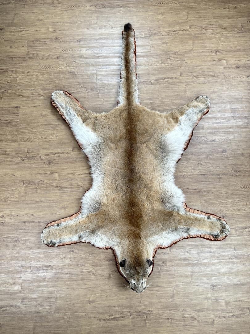 Montana Taxidermy Mountain Lion Rug