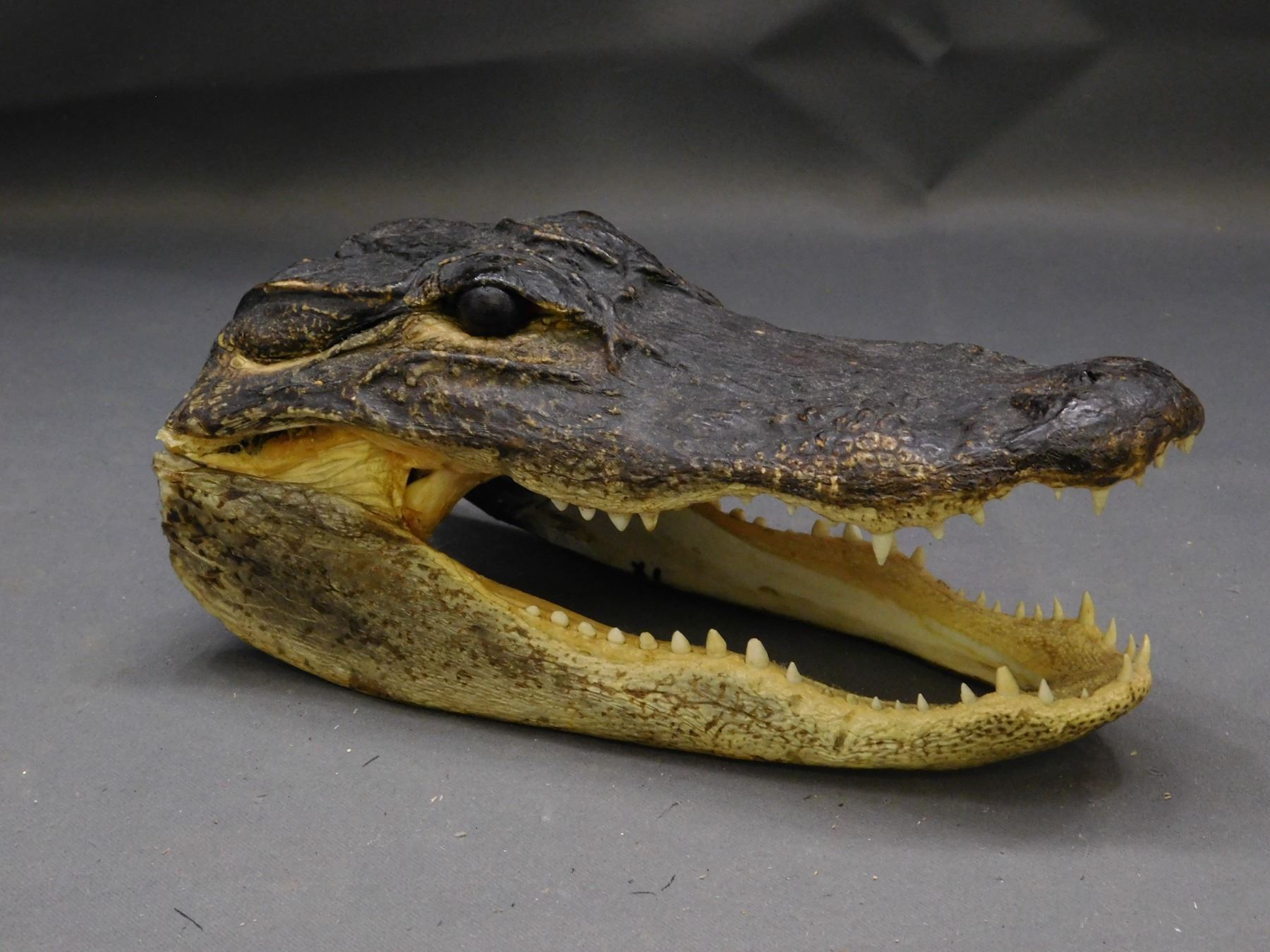 Taxidermy America Alligator head. 6 inch.