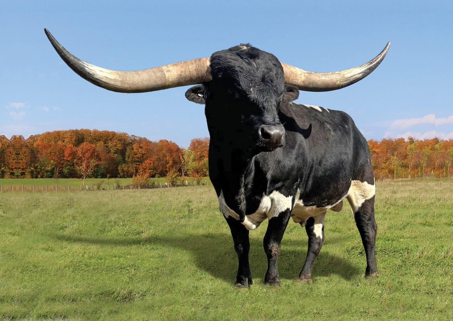 BR CARBON COPY - Hired Hand Live