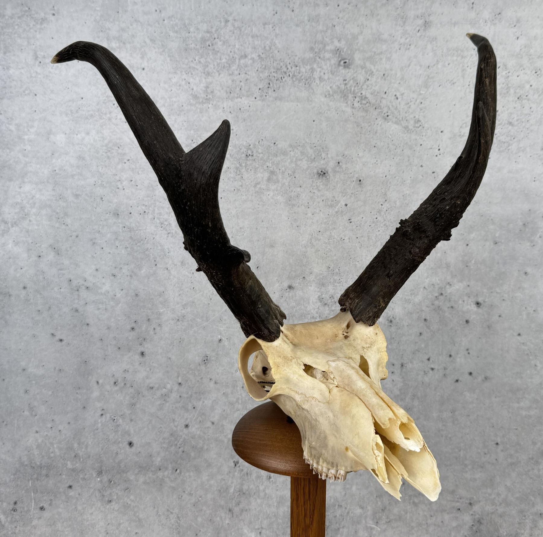 European Mount Montana Taxidermy Antelope