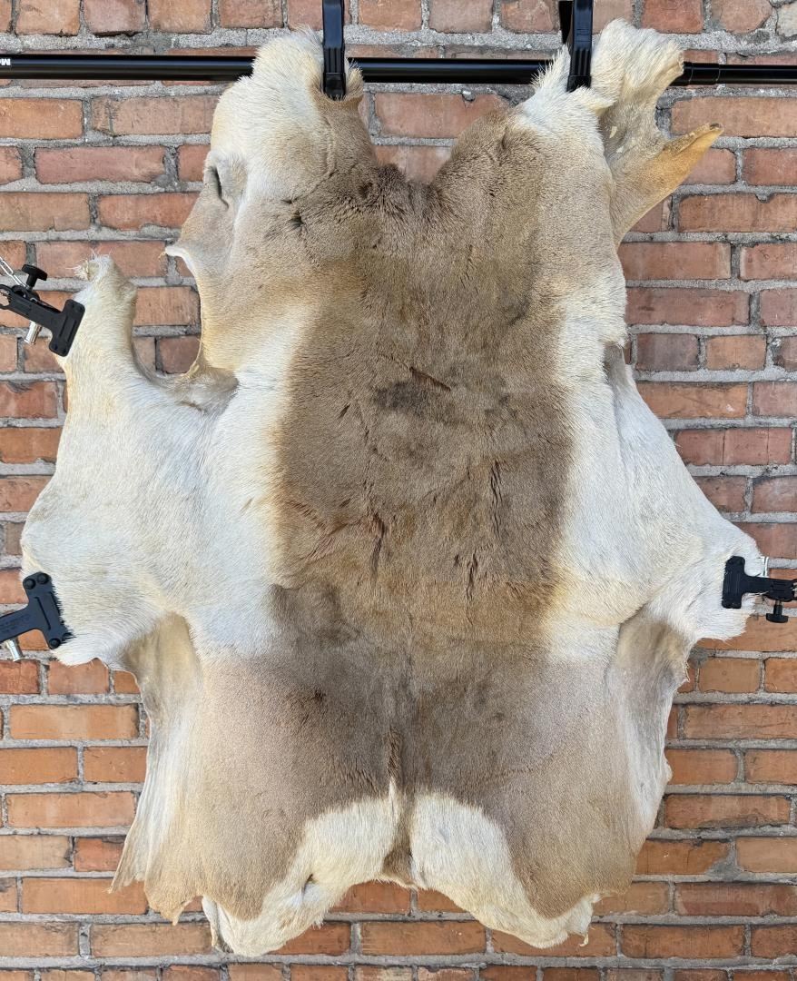 Montana Pronghorn Antelope Taxidermy Hide