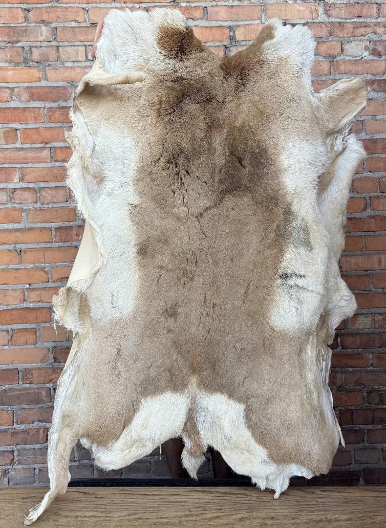 Montana Pronghorn Antelope Tanned Hide