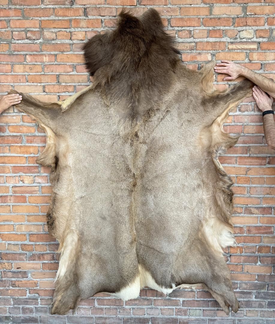 Montana Taxidermy Tanned Leather Elk Hide