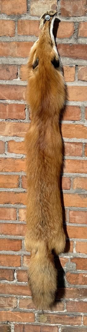Montana Taxidermy Tanned Red Fox Hide