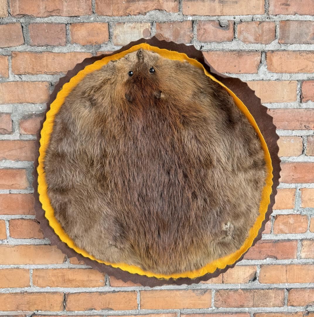 Montana Taxidermy Beaver Fur Pelt Rug