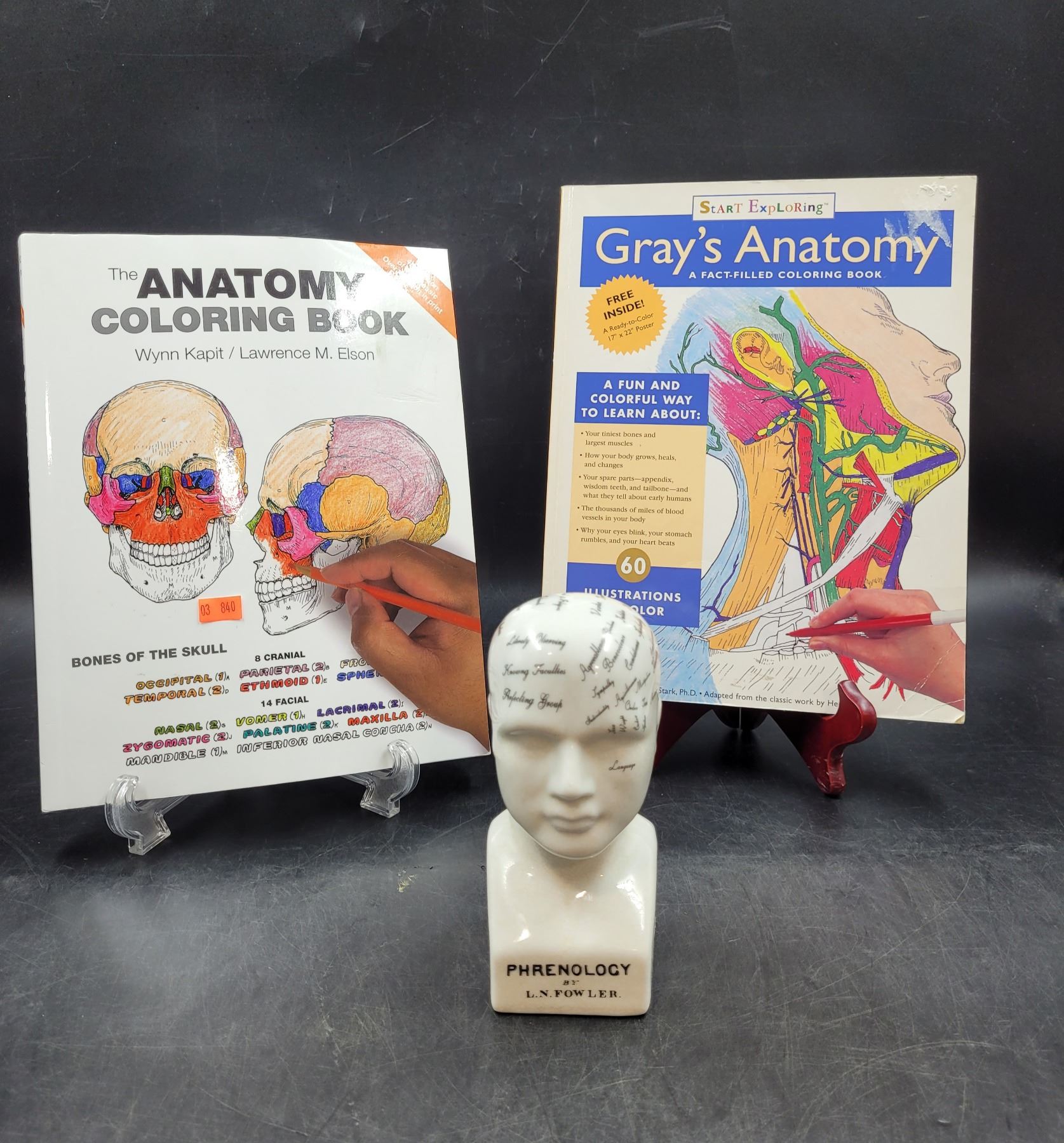 LN Fowler Porcelain Phrenology Head Bust & 2 Anatomy Coloring Books