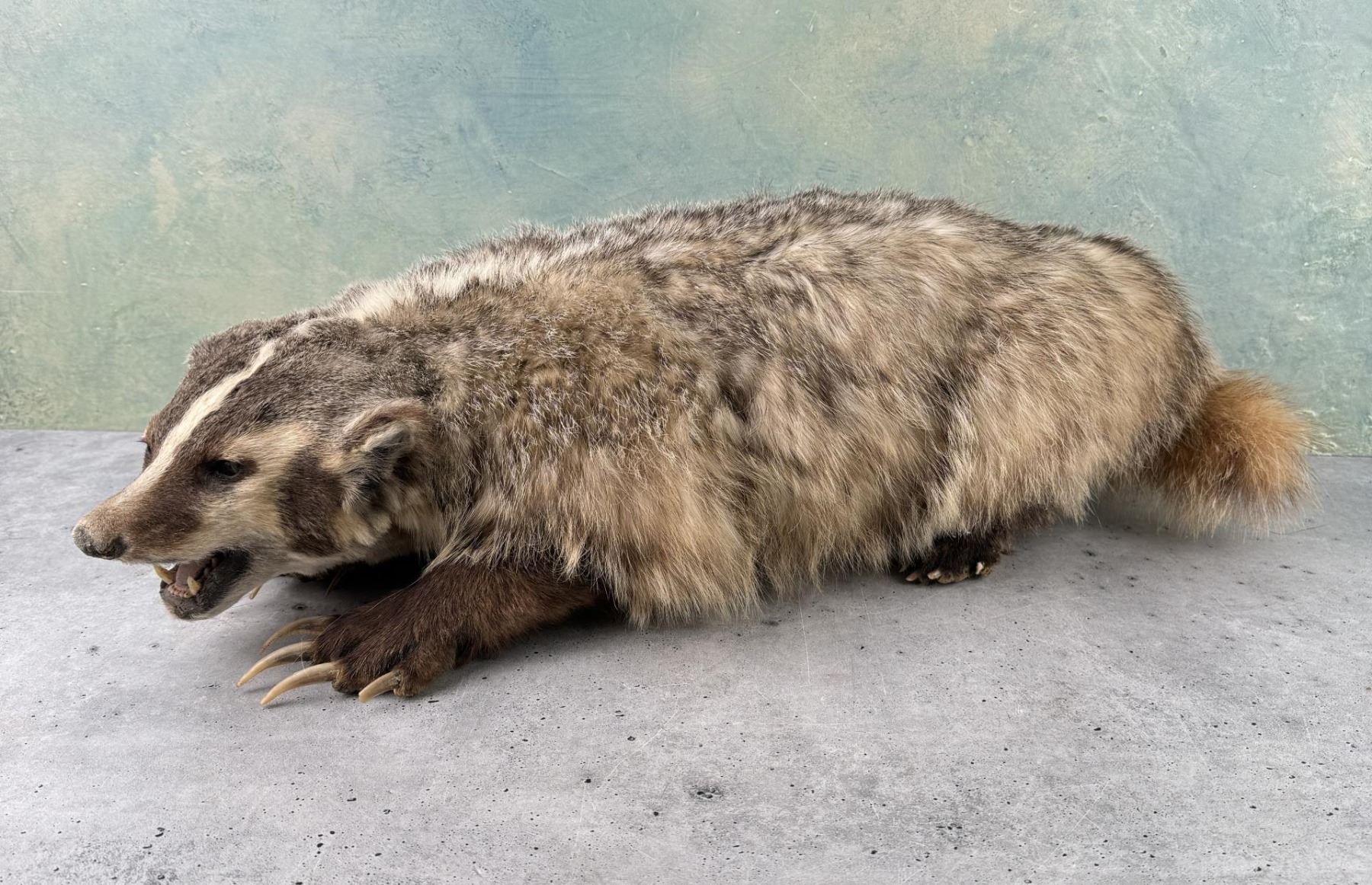 Montana Taxidermy Badger Fully Body Mount