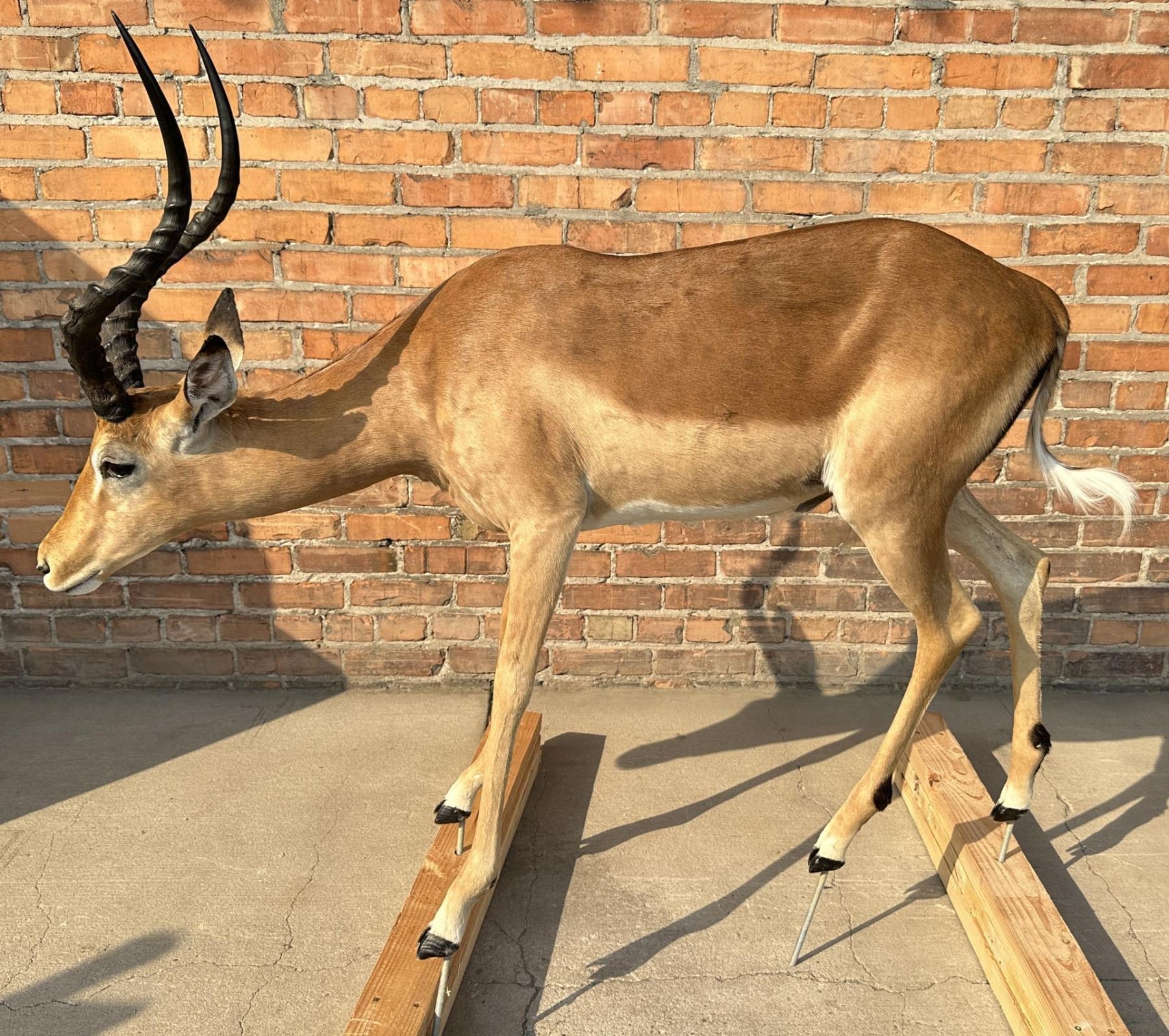 Full Body African Taxidermy Impala