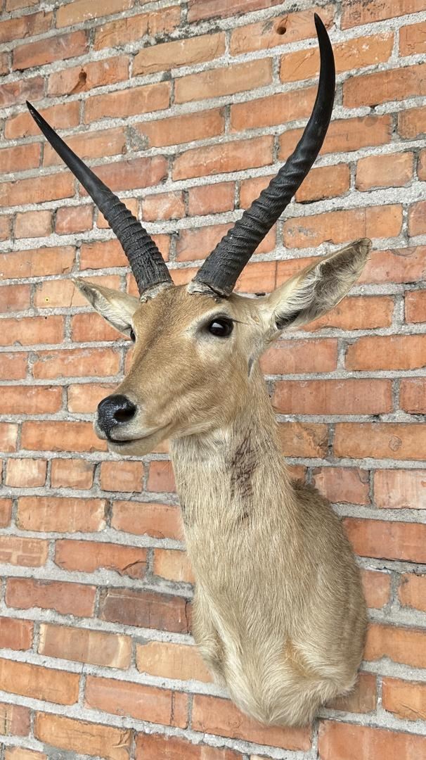 Shoulder Mount Taxidermy African Reedbuck