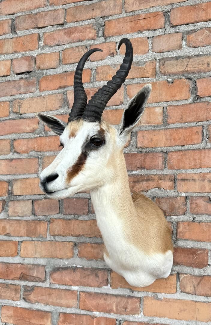 Shoulder Mount Taxidermy African Springbok