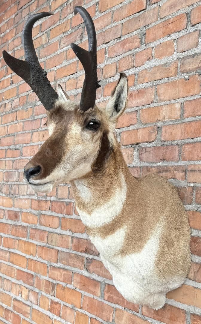 Montana Taxidermy Pronghorn Antelope Mount