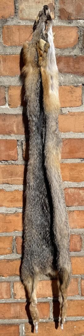 Grey Fox Fur Pelt Taxidermy