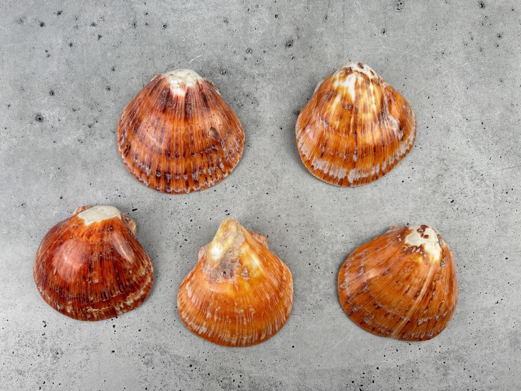 Group Of Polished Spiny Oyster Shells