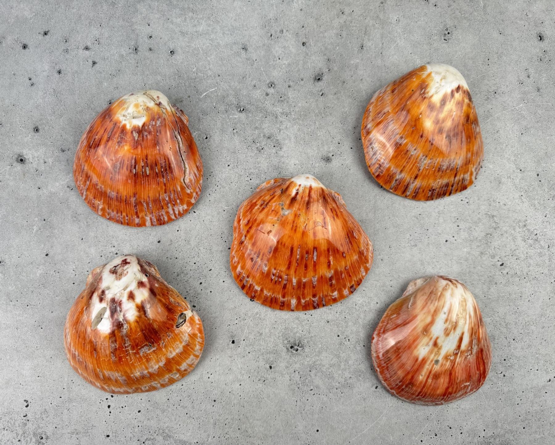 Group Of Polished Spiny Oyster Shells