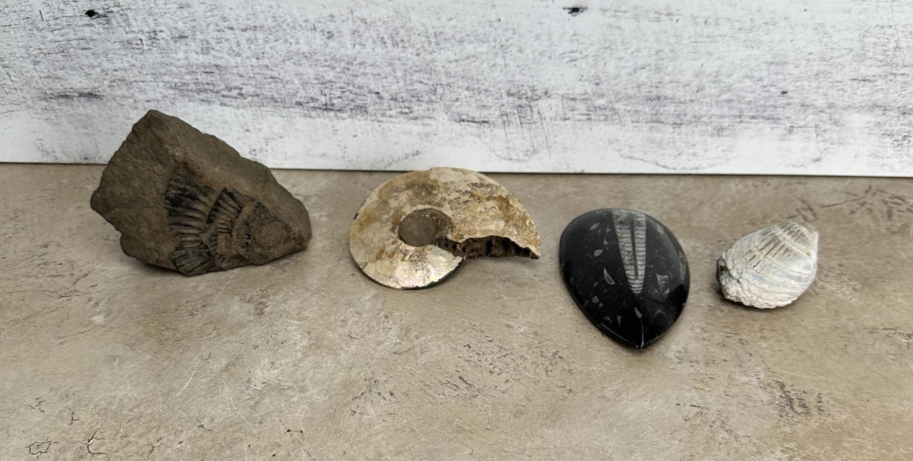 Collection Of Fossil Specimens