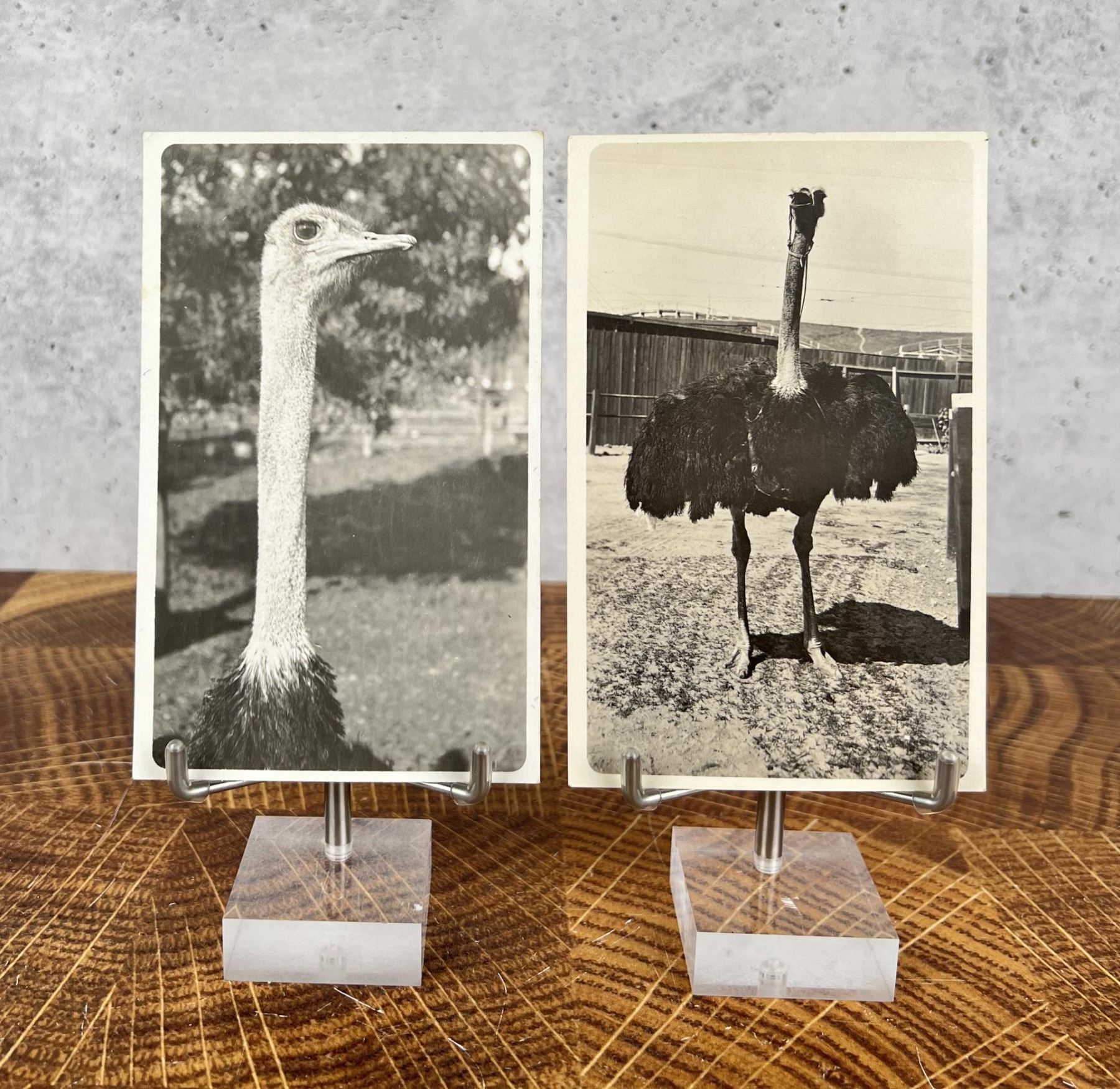 Racing Ostrich RPPC Postcards