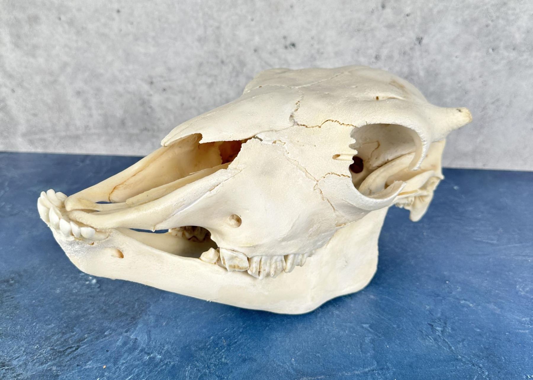 Montana Taxidermy Baby Buffalo Calf Bull Skull