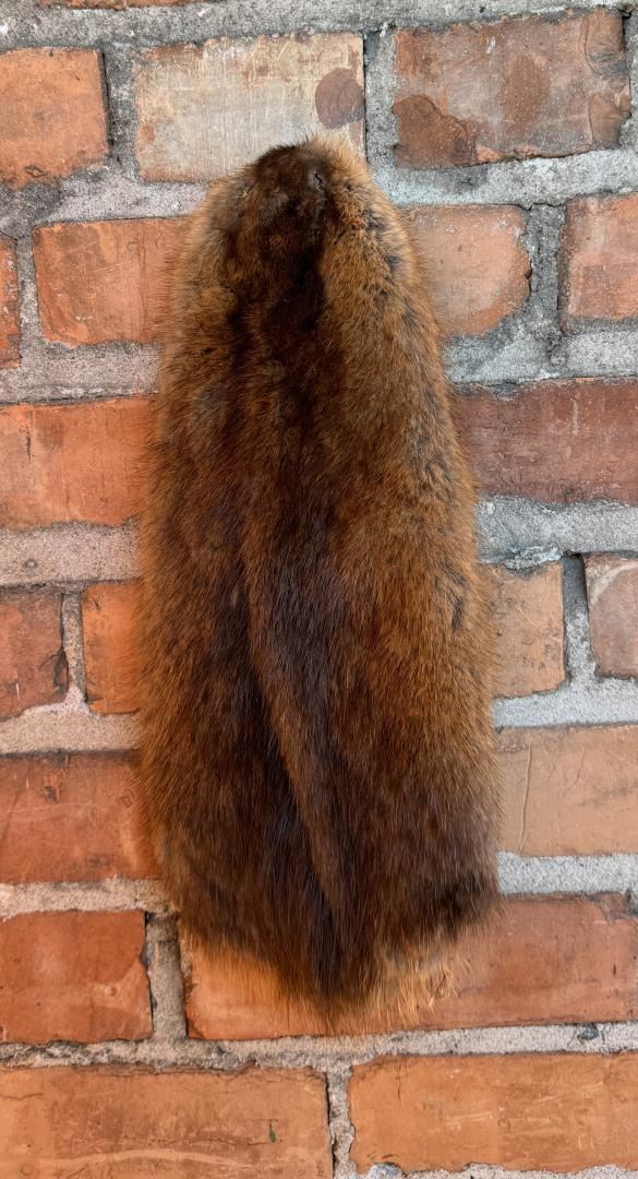 Montana Muskrat Taxidermy Fur Pelt Hide