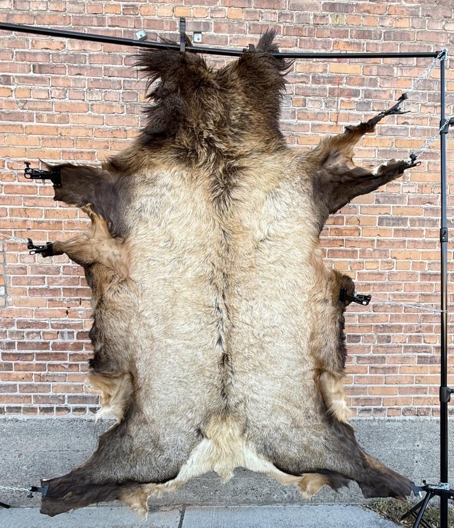 Montana Taxidermy Tanned Leather Bull Elk Hide