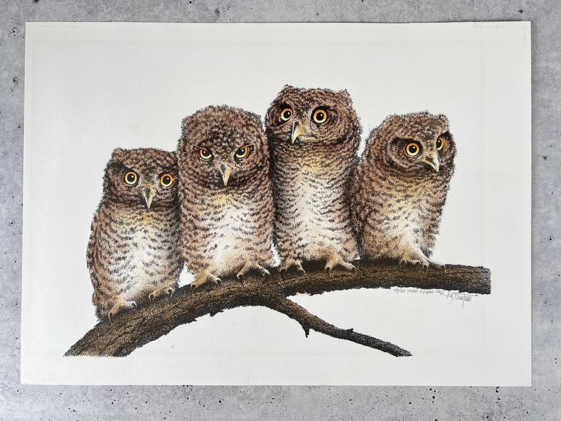 Roy Thompson Young Screech Owls Print