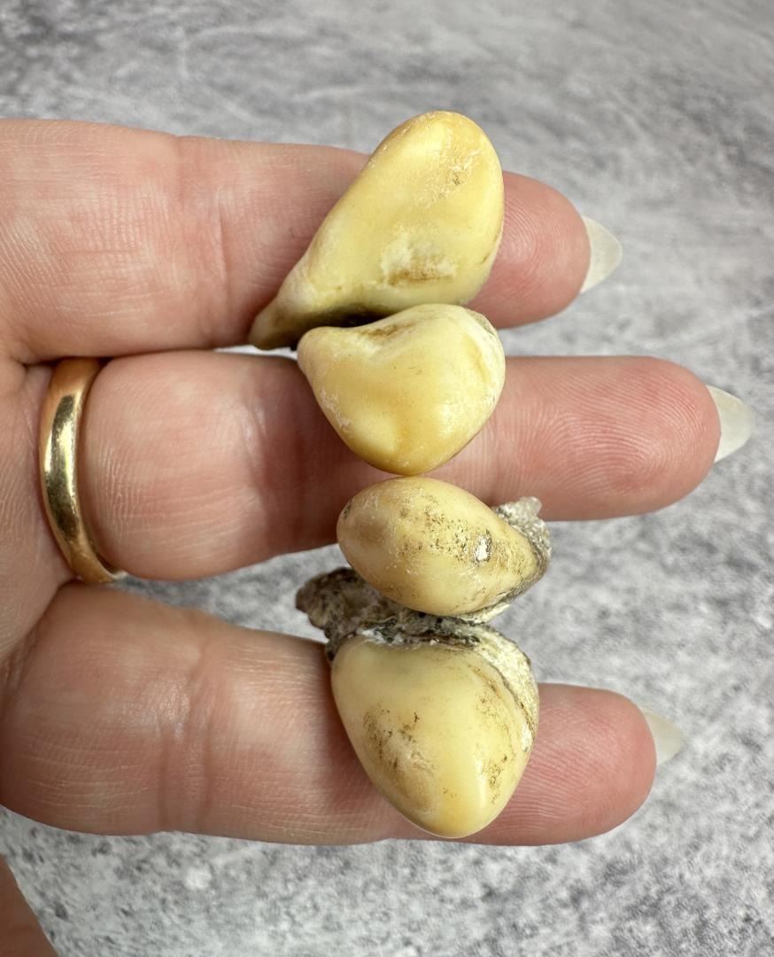 Montana Bull Elk Teeth