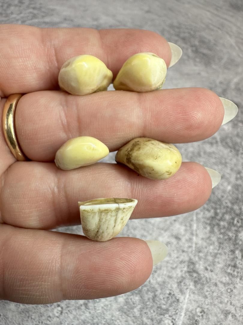 Montana Bull Elk Teeth