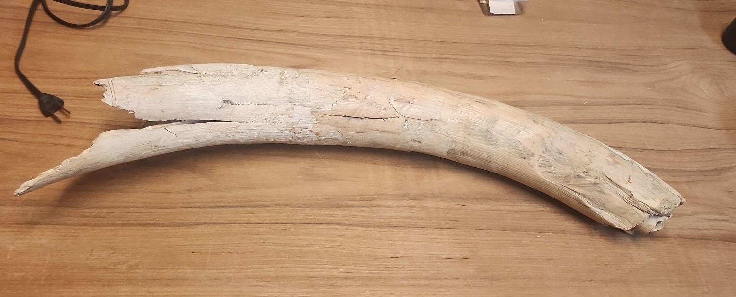 Mammoth Tusk