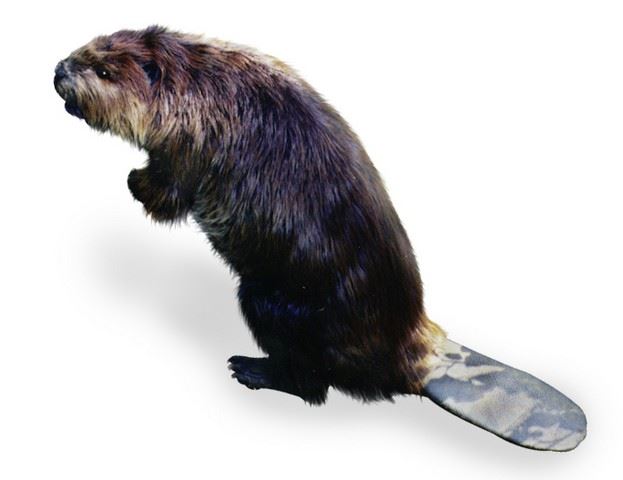 Animatronic Beaver Puppet TV/Movie Props