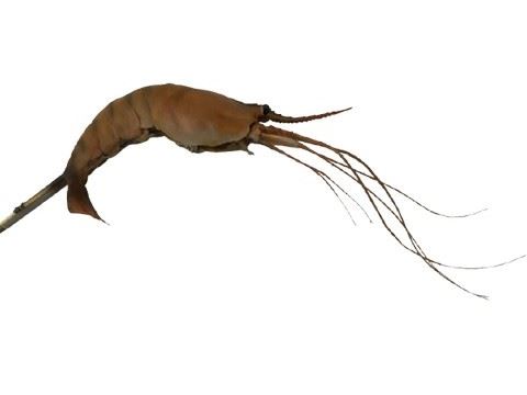 SFX Shrimp Rod Puppet Movie Props