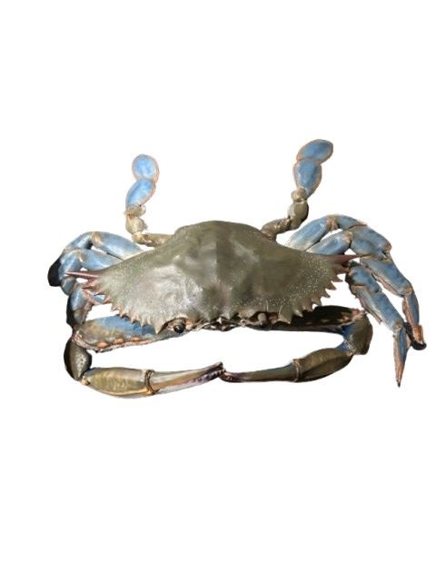 Animatronic Crab Barb and Star go to Vista Del MarMovie/TV Props