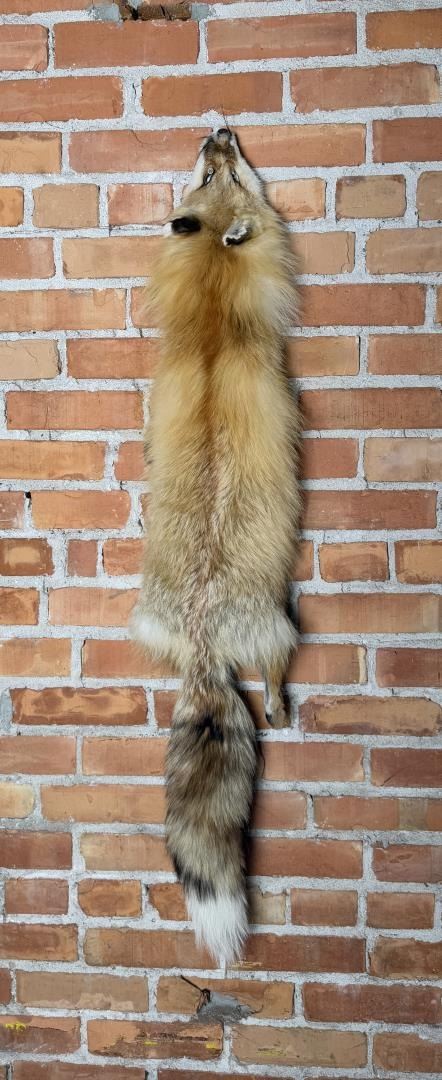 Montana Taxidermy Red Fox Hide Pelt
