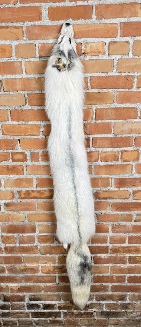 Beautiful Ranch Marble Fox Fur Pelt Taxidermy